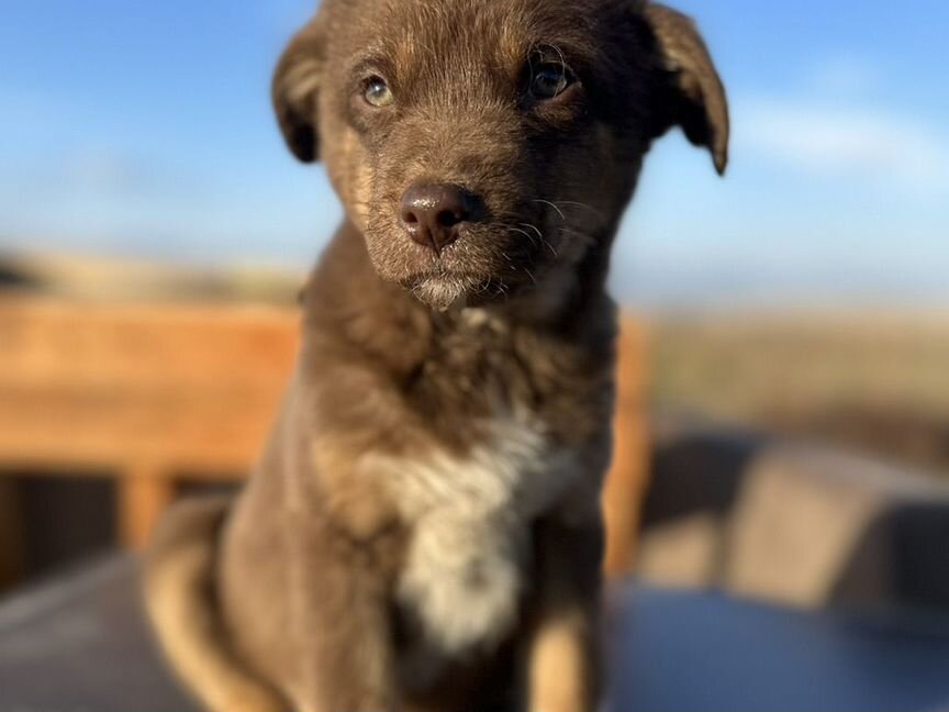 Щенок в добрые руки