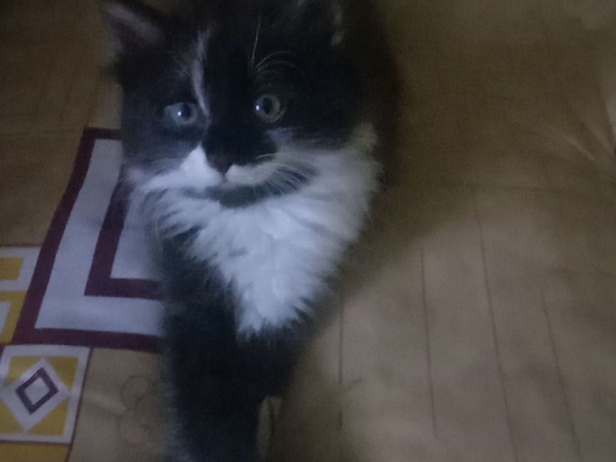 Кошки в добрые руки