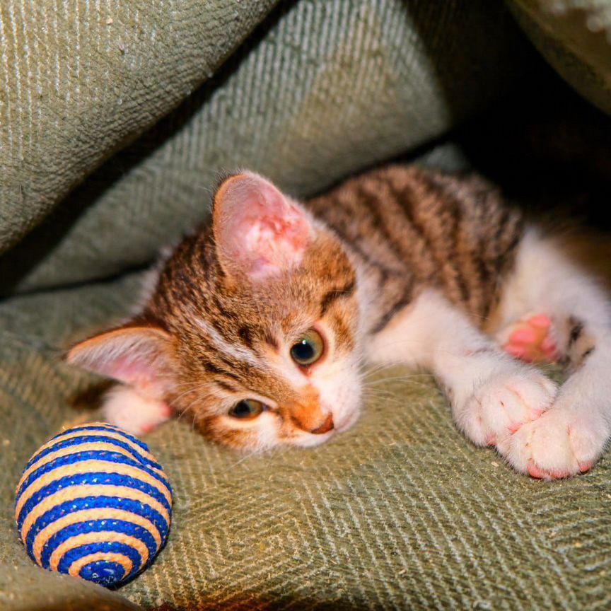 Котенок в добрые руки. Бесплатно