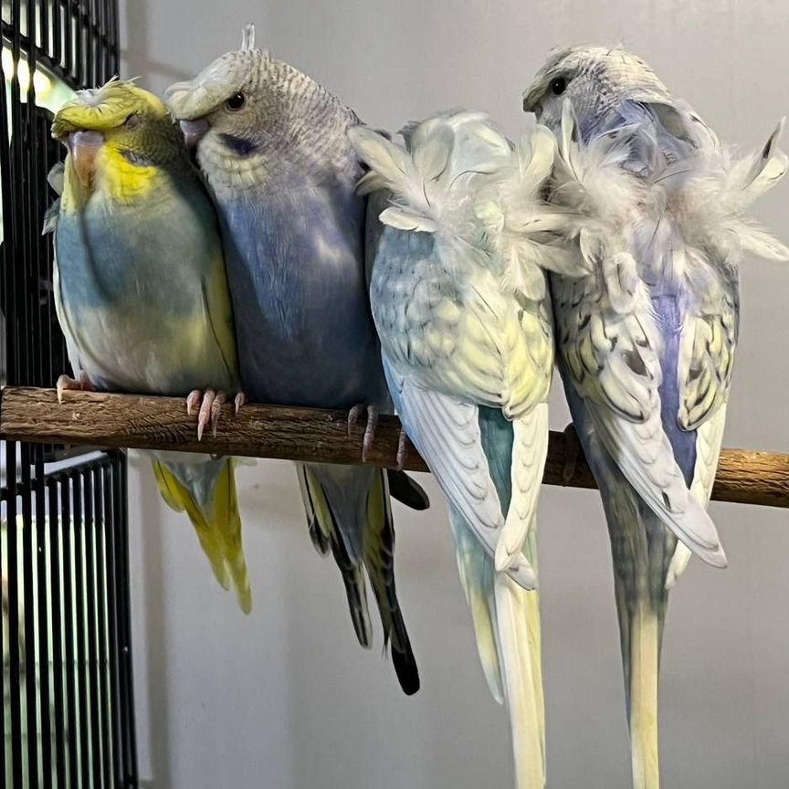 Хагоромо попугай птенцы