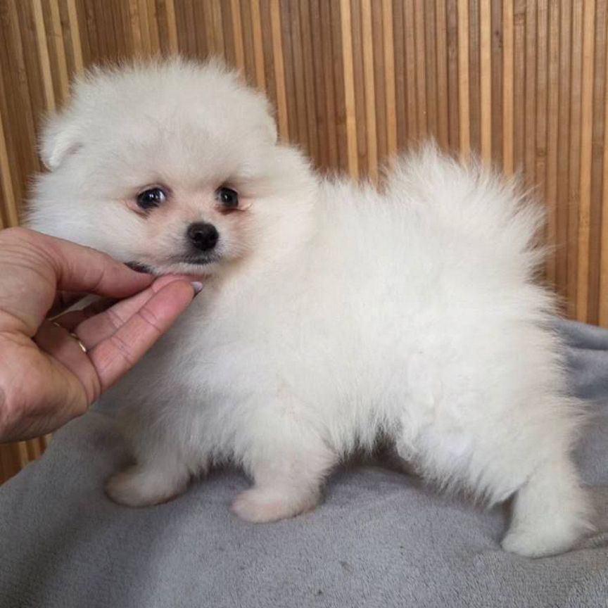 Померанский шпиц, щенок