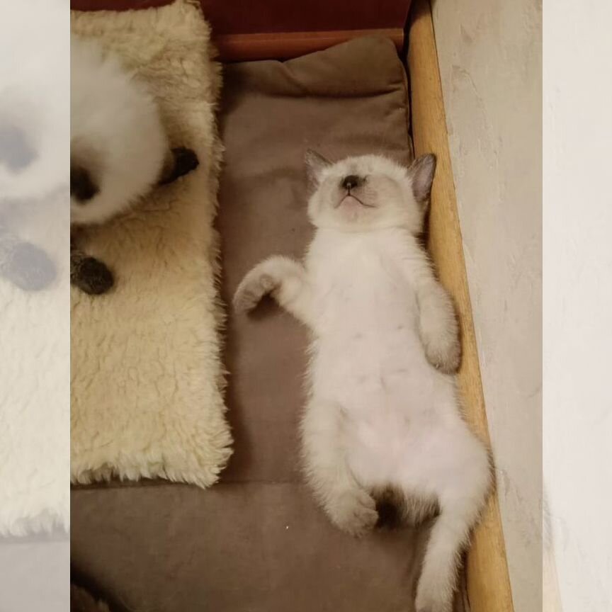 Меконгский бобтейл
