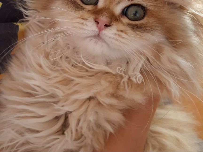 Британские котята
