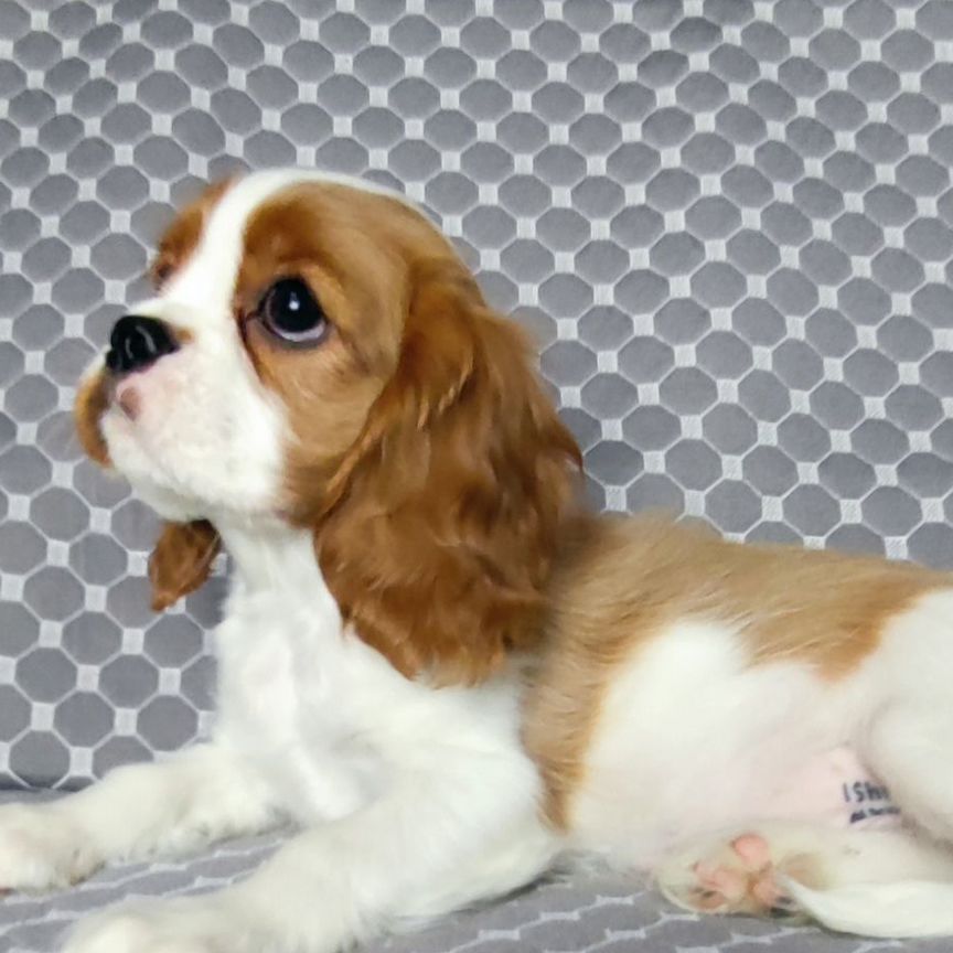 Кавалер кинг-чарльз-спаниель, щенок