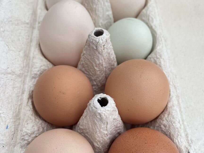 Продам домашние куриные яйца