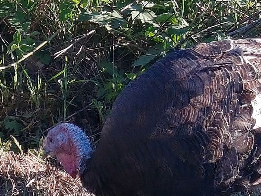 Продам индюков