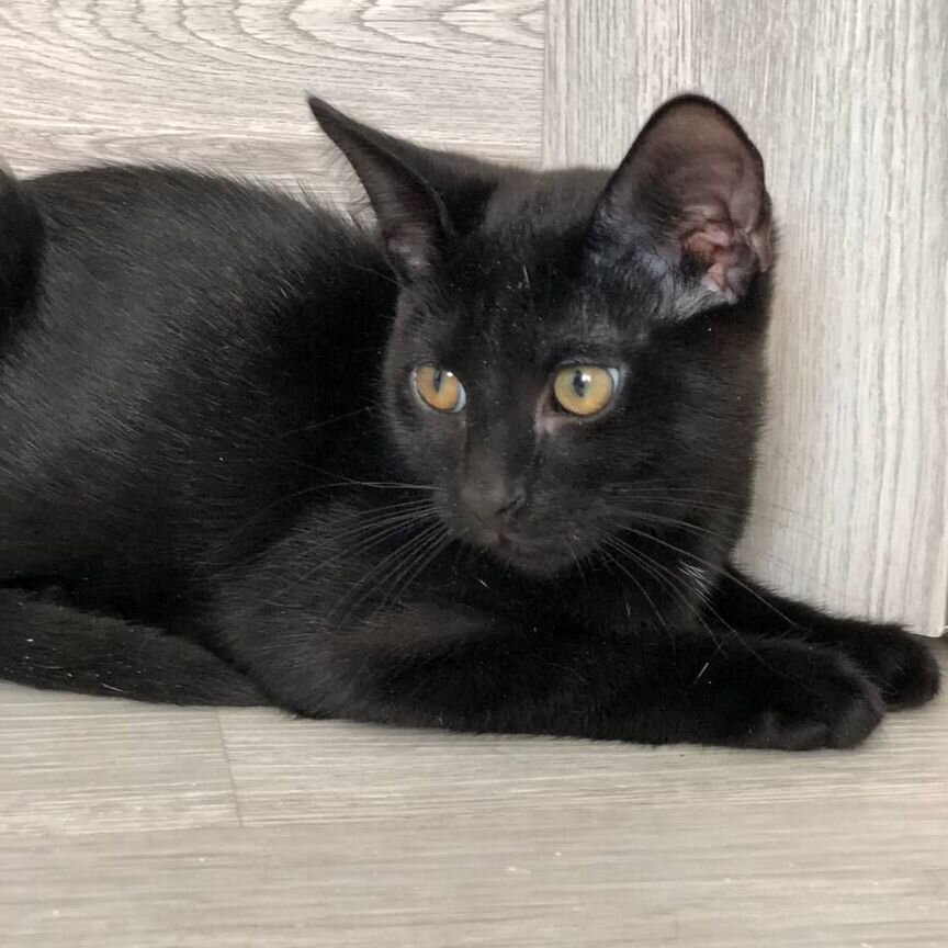 Котёнок Дымок
