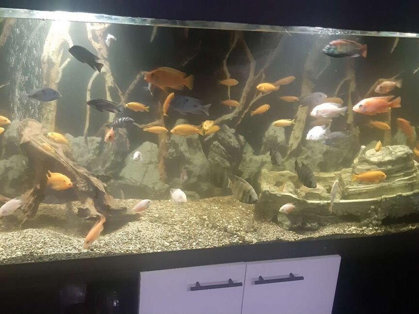 Аквариумные рыбы