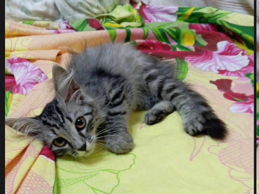 Кошка