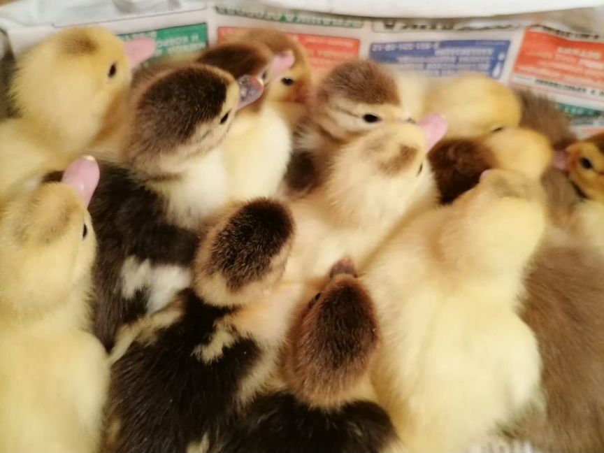 Утята шипуны