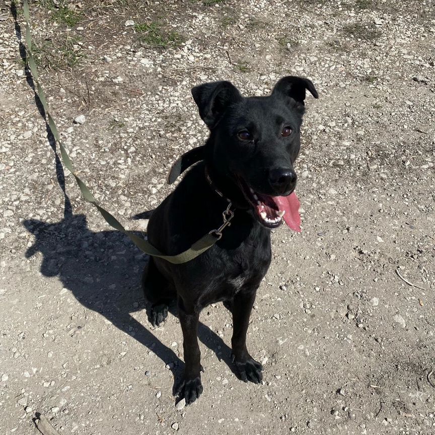 Кабель 14 месяцев в добрые руки