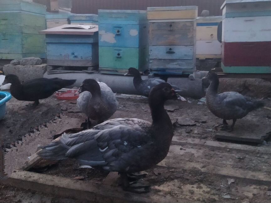 Мускусные утки и селезни