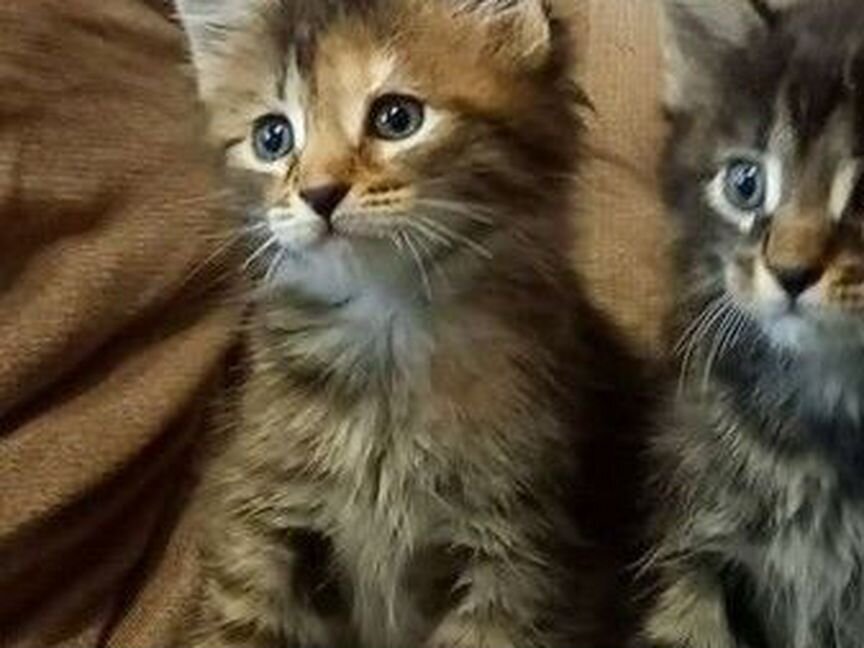 Котята мейн-кун