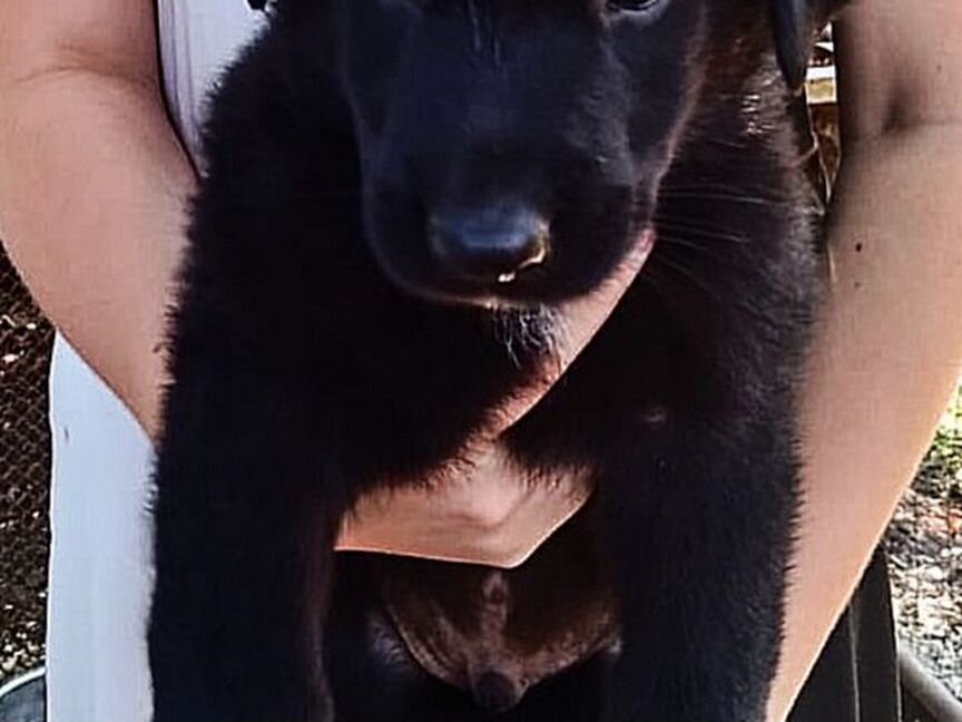 Восточноевропейская овчарка