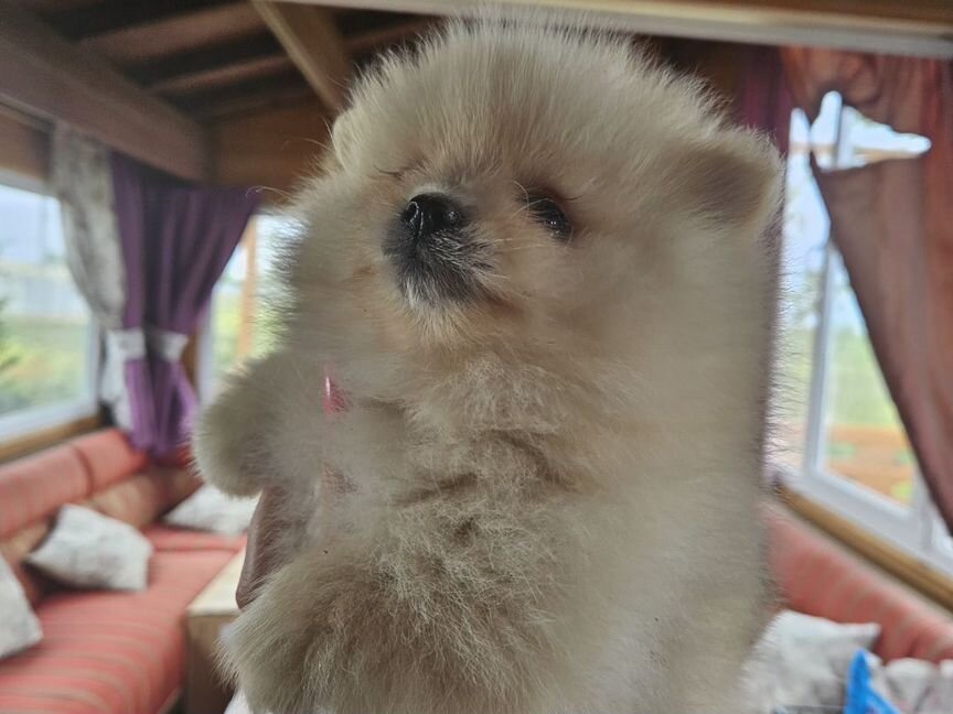 Щенки шпица