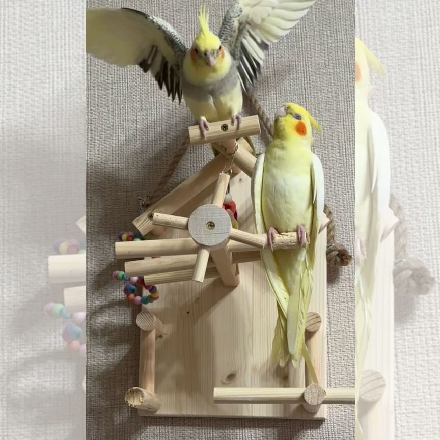 Попугай корелла пара с клеткой