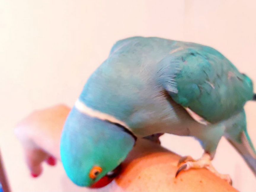 Ручной ожереловый попугай