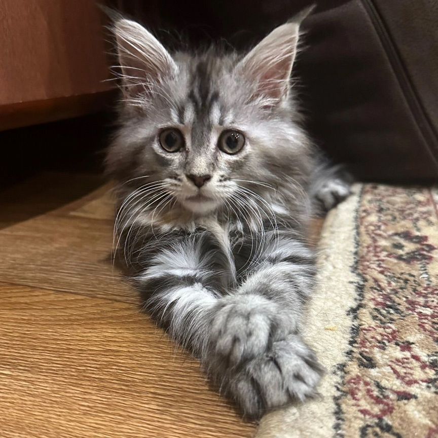 Мейн-кун кошка