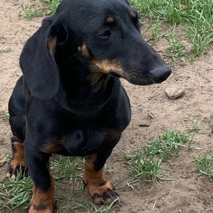 Такса в беде в добрые руки