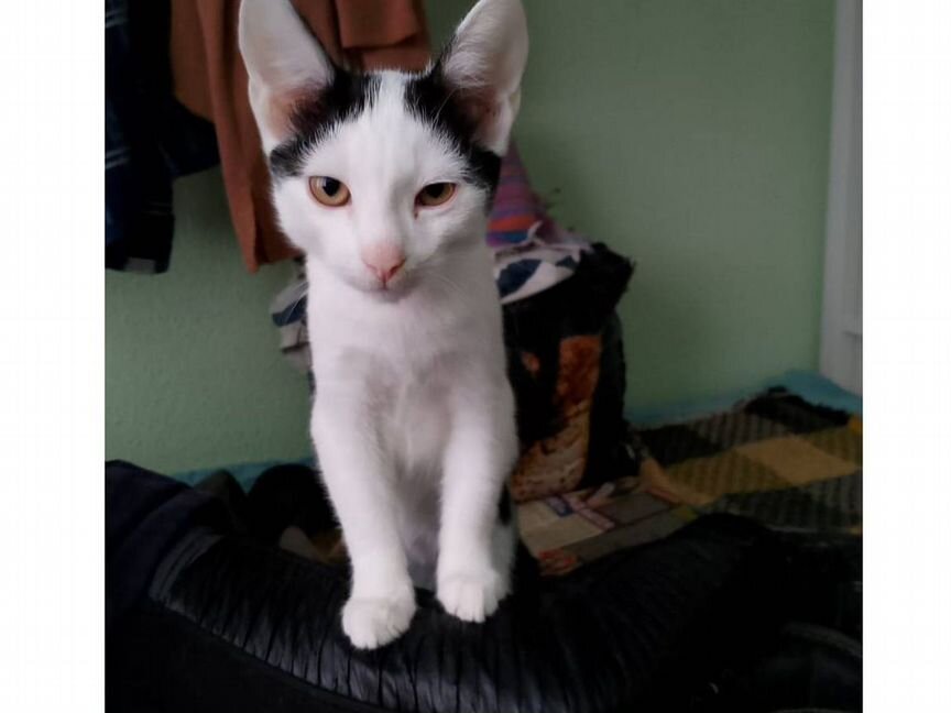 Котята из сгоревшего дома, 2,5 месяца
