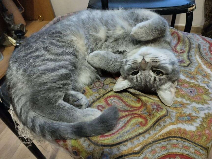 Котенок потеряшка