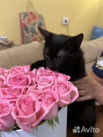 Котенок Чак 3 месяца