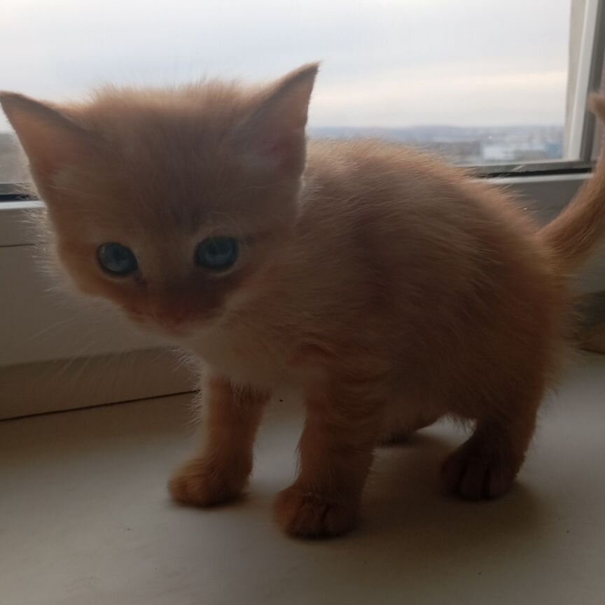 Котёнок от частного владельца
