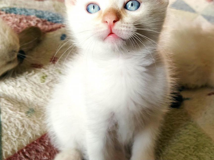 Тайские котята