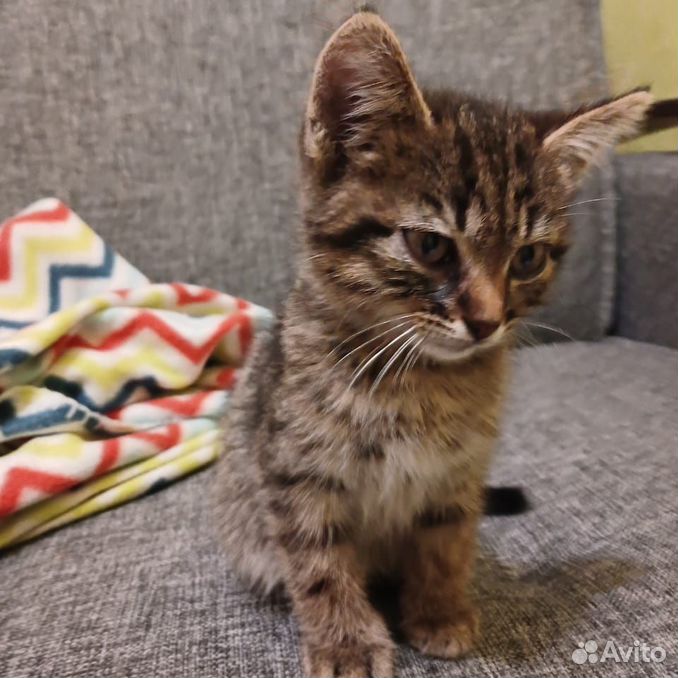 Отдам даром котика