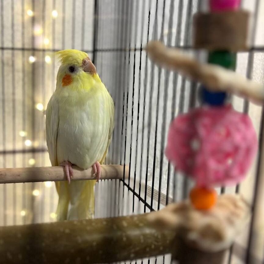 Попугай Корелла мальчик