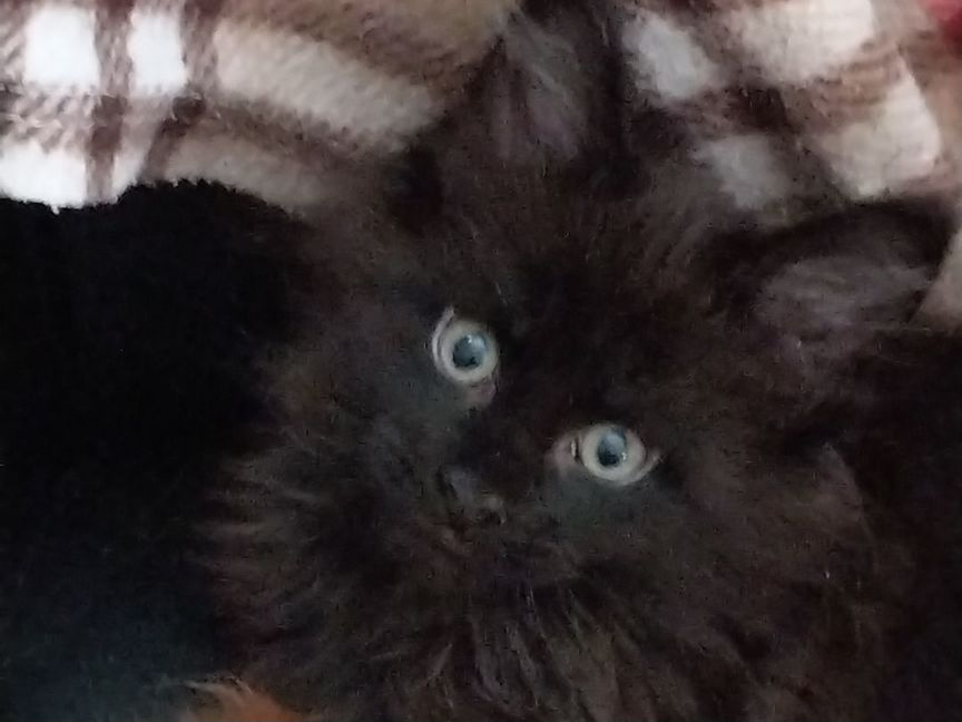 Котик мейн кун