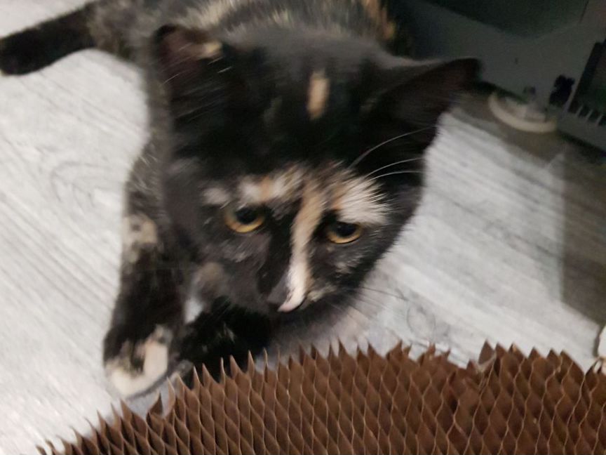 Кошечка необычный окрас