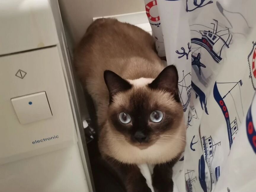 Тайский кот