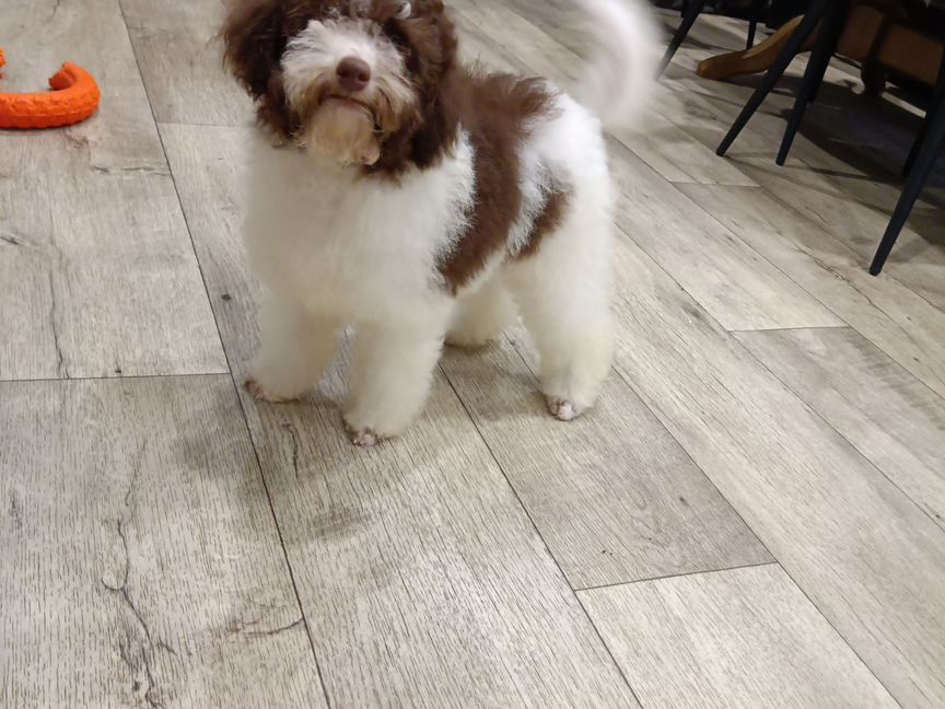 Миниатюрные щенки пуделя