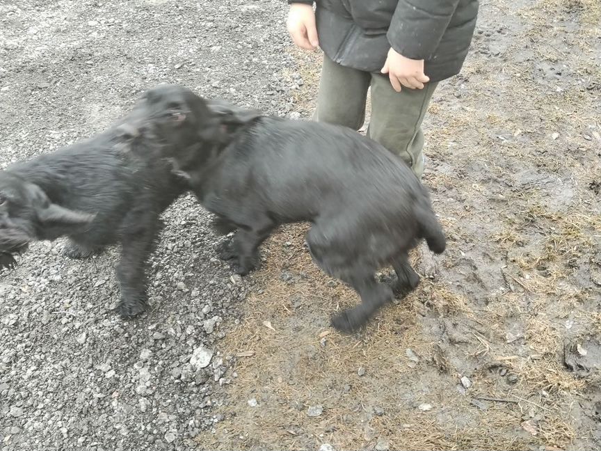 Собаки щенки