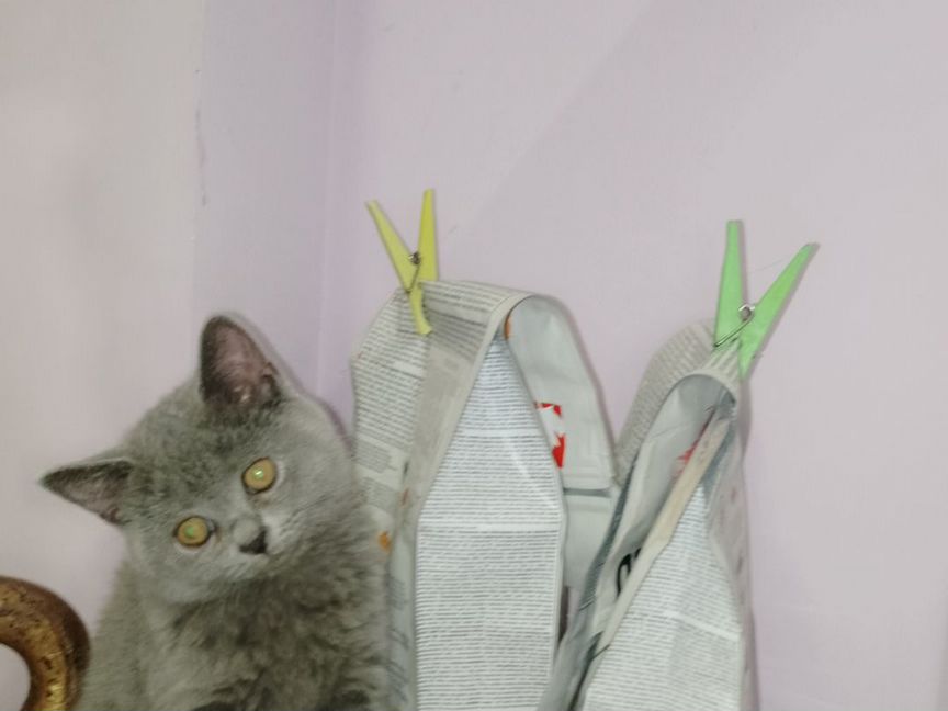 Британские котята