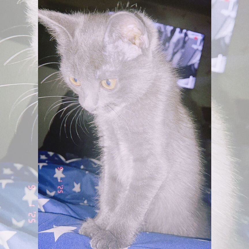 Отдам в добрые руки кошечку