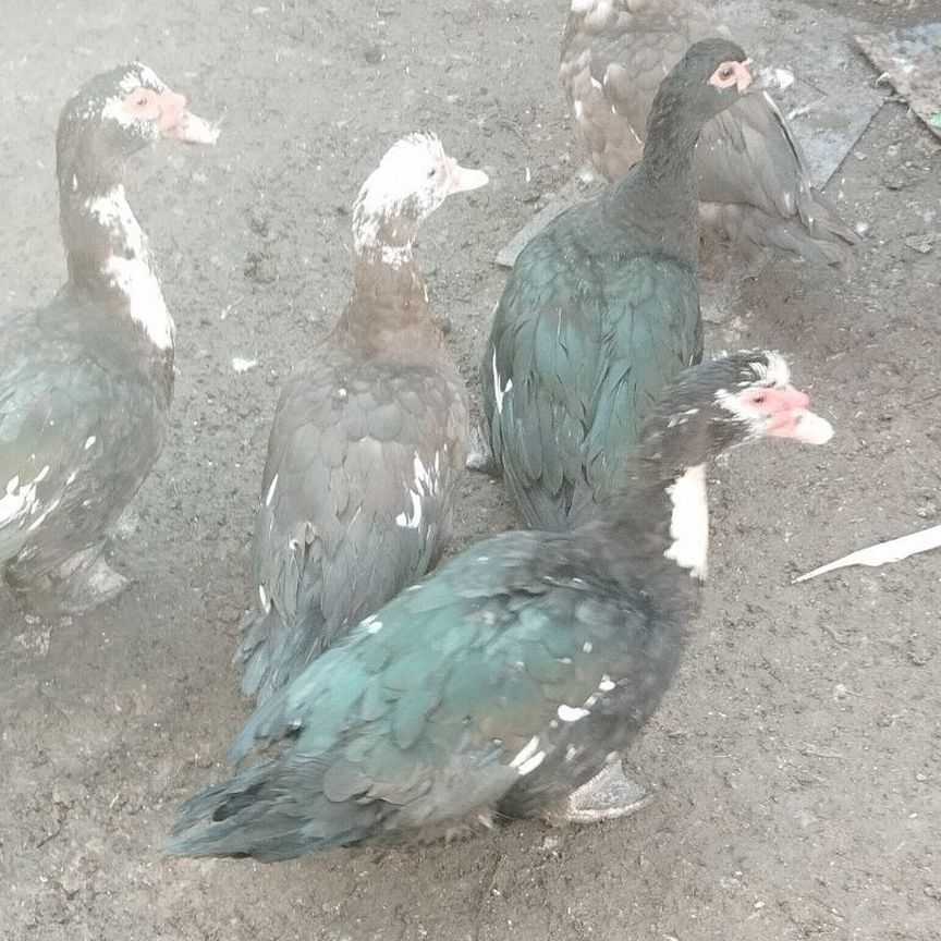 Индоутки тяжелой линии