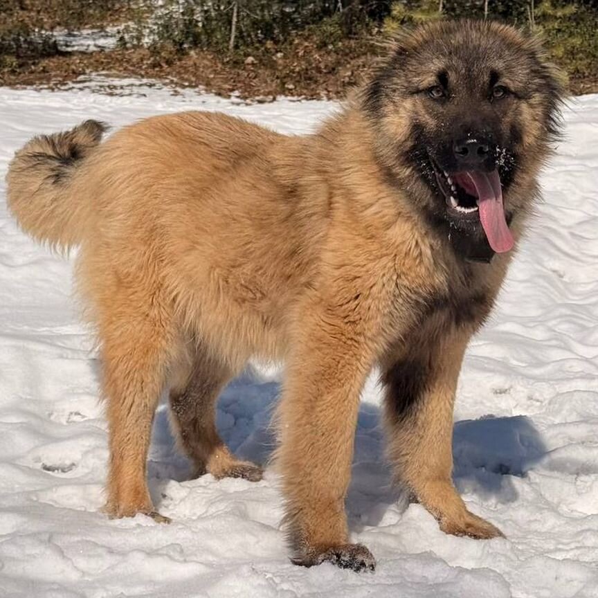 Кавказская овчарка, щенок