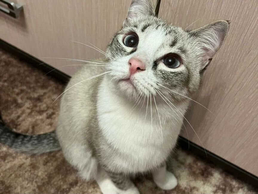 Кот