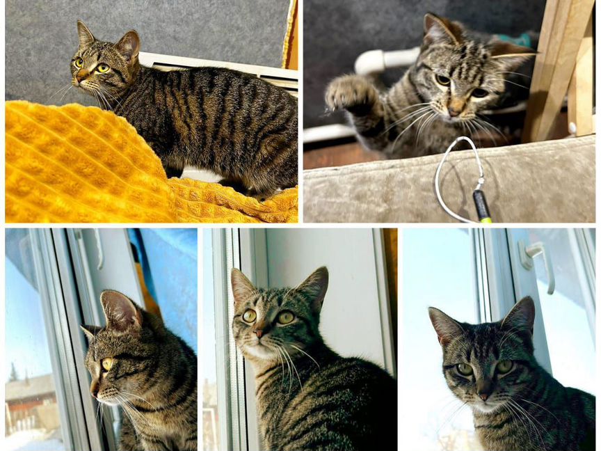 Кошечку оставят на улице если никто не откликнется