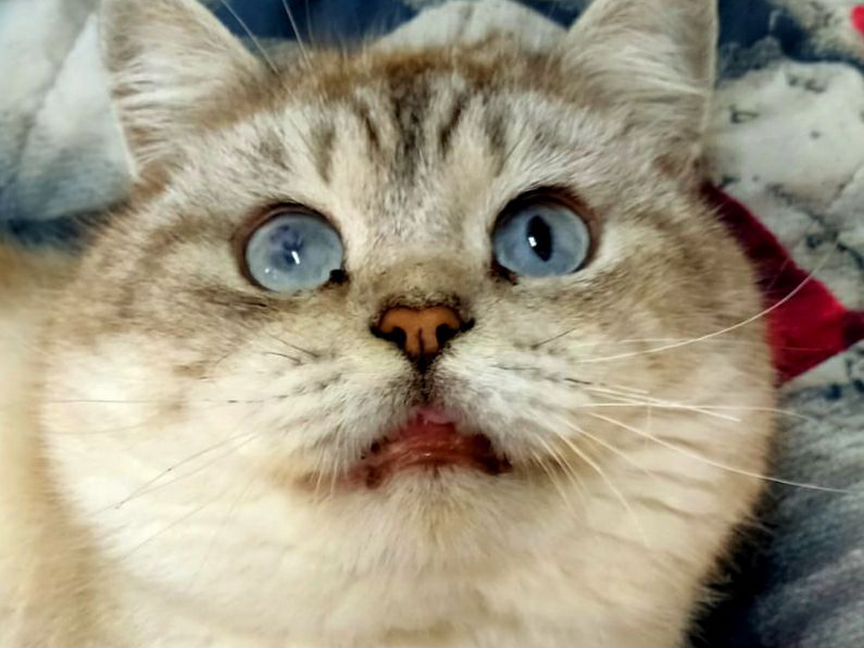 Кошка в добрые руки