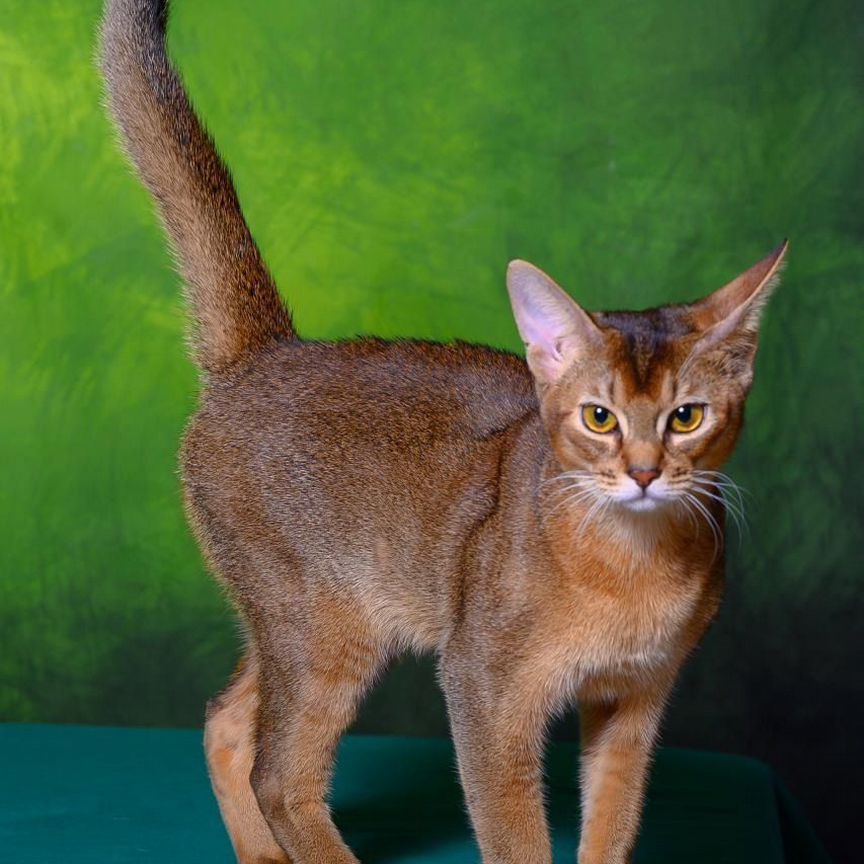 Котята абиссинские