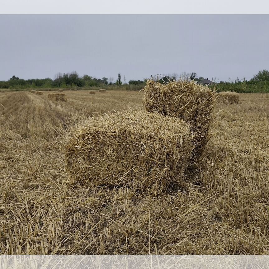 Тюки соломы