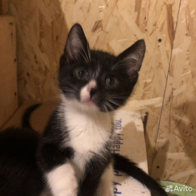 Маркиз черно белый котенок