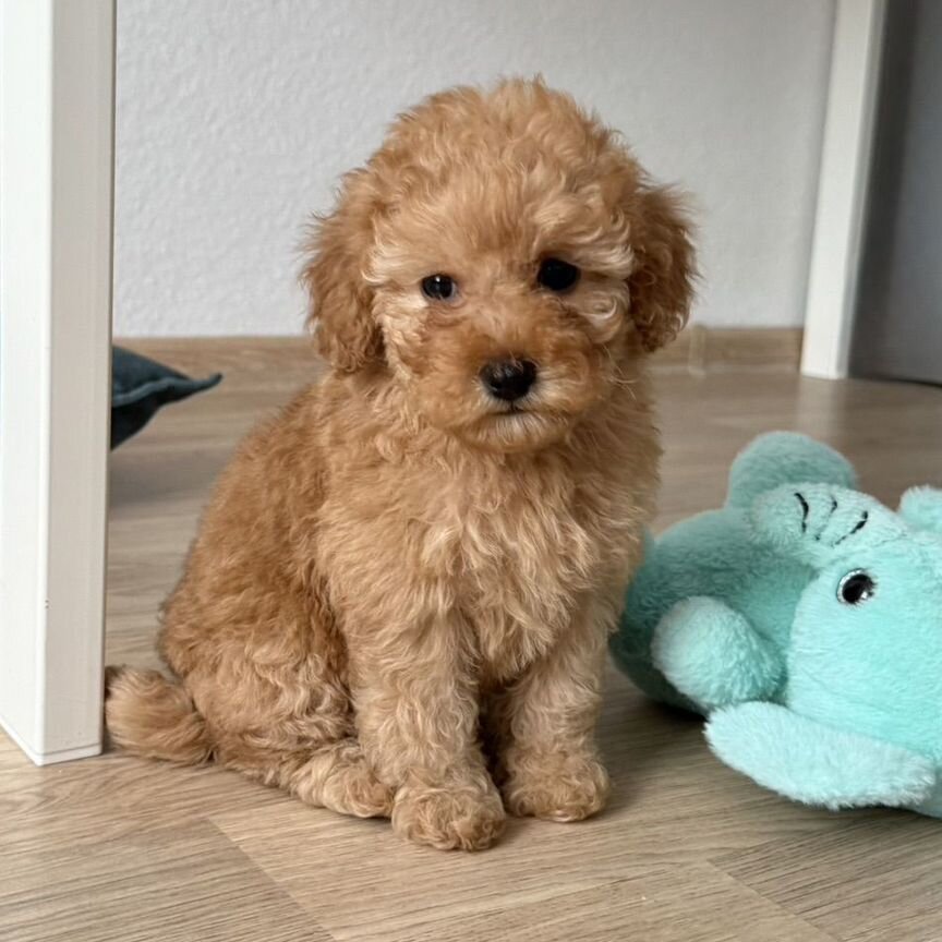 Той-пудель, щенок