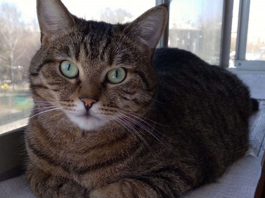 Потерялся Кот на Уралмаше