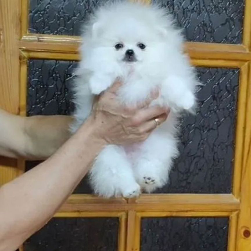 Померанский шпиц, щенок