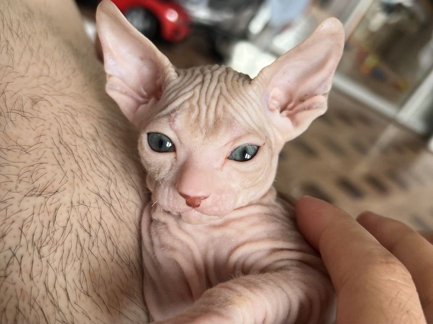Котята донского сфинкса