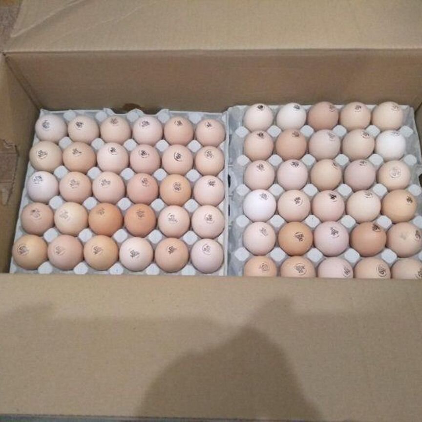 Яйца инкубационное